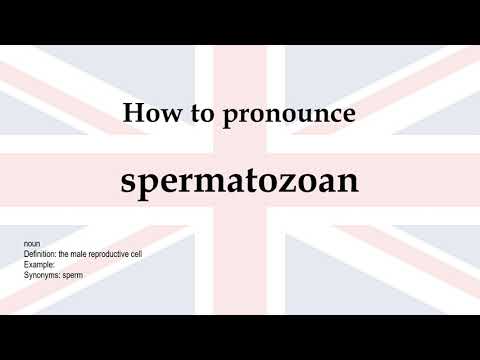 How to pronounce 'spermatozoan' + meaning