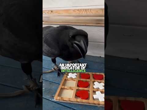 The Genius of Crows: Exploring the Remarkable Intelligence of the World's Smartest Birds