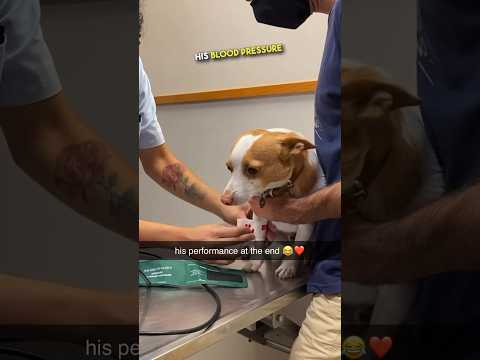 This dogs reaction is hilariously adorable 😂❤️