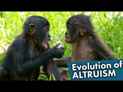 How Altruism Evolved in Humans