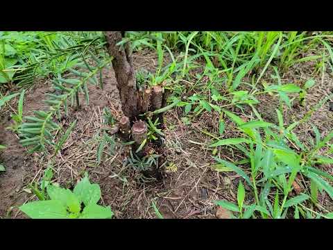 Japanese Yew (taxus cuspidata) from naturehills.com