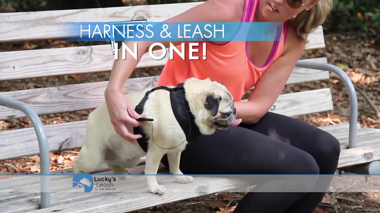 Lucky's Leash - Official Commercial!