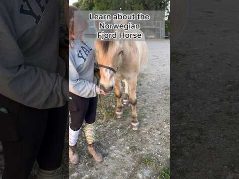 Learn about the Norwegian Fjord Horse. #horse #norwegianfjord