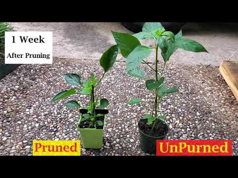 Pruned Vs UnPruned Pepper Plant