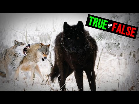 Wolf Packs Have An Alpha Leader #shorts