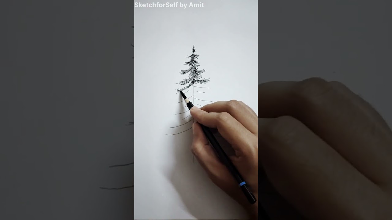 Pencil Drawing of Pine Tree for Beginners Step by Step | Realistic Drawing