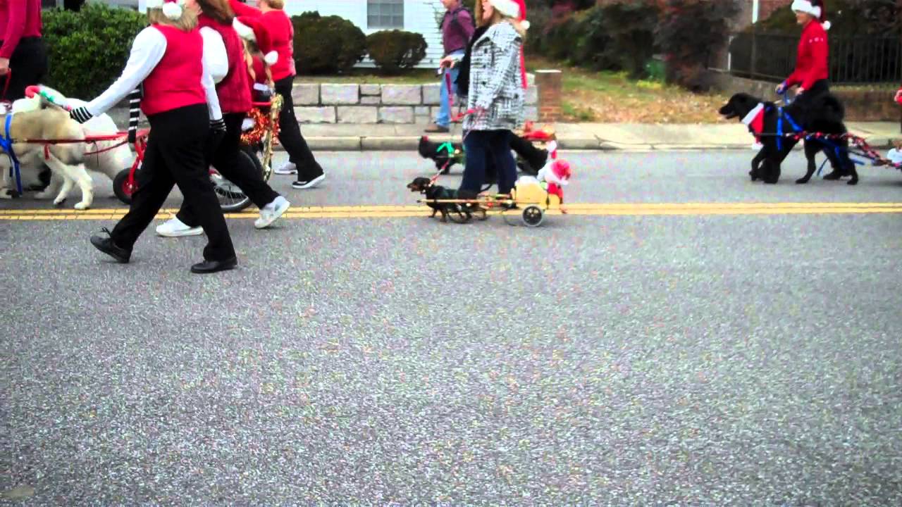 Pawsitive Attitudes Carting2.MP4