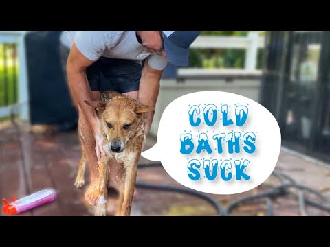 DIY Heated Dog Bath—Your Pups will thank me!!