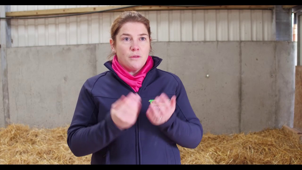 Calf Rearing: Rumen Development