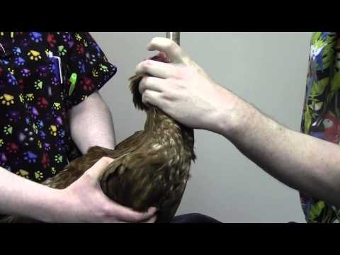 my chicken won't eat or drink and has mucus running out of her eyes and ...