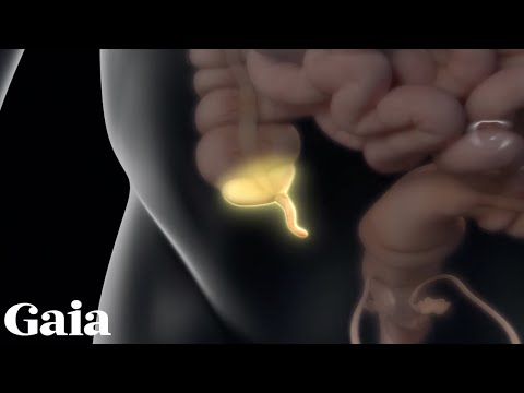 Your Appendix Has an ACTUAL Function