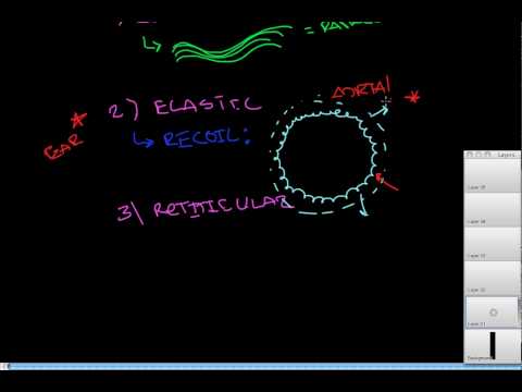 Connective Tissue Proper: Fiber Types