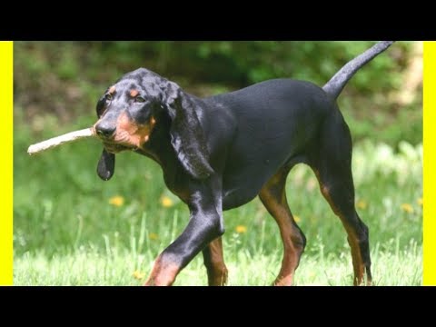 10 Best Hunting Dog Breeds - Name Your Favourite!