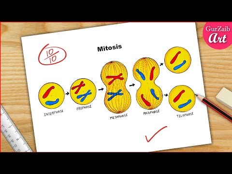 Mitosis stages Diagram drawing CBSE | easy way | Labeled Science projects - Equational division