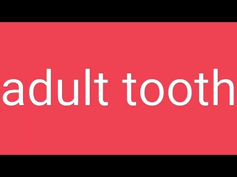 Adult Tooth Definition & Meaning