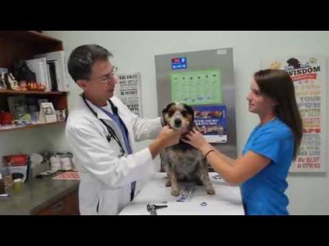 Planet Pet Animal Hospital, Dr. Charles H. Witte