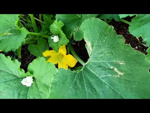 Offgrid Gardening - Christmas Eve Gardening - Big Island of Hawaii
