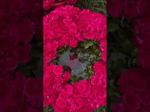 Red rose.๐น๐ฅ๐ท#viral #viralvideo #entertaining #shortsvideo #shortsfeed #flowers #flower #shorts