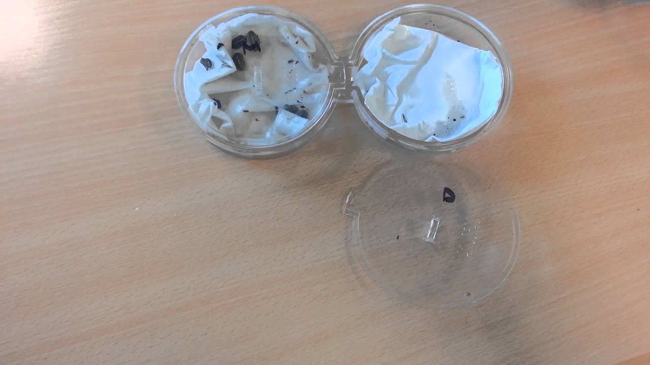 PILL BUG PBL