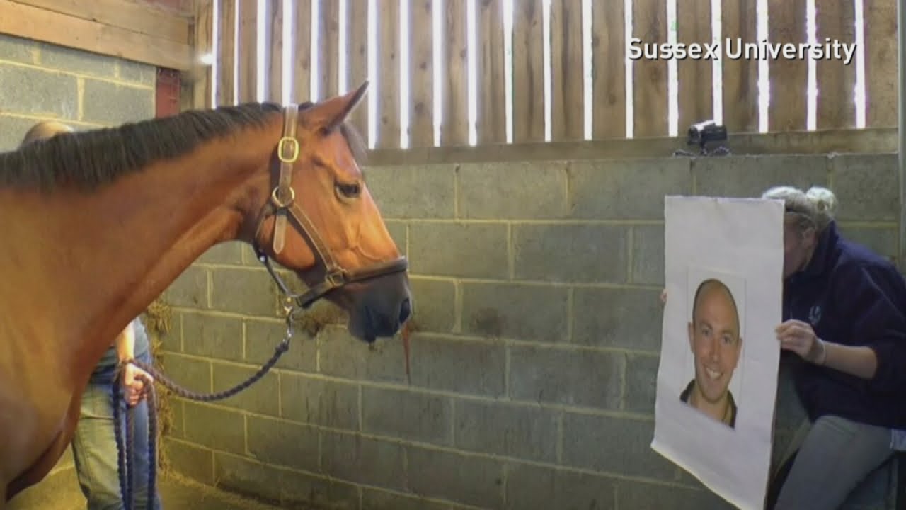Horses can read human emotions, new study shows