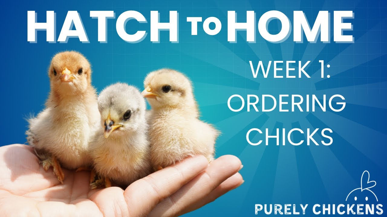 Hatch to Home: Week 1 Ordering Chicks