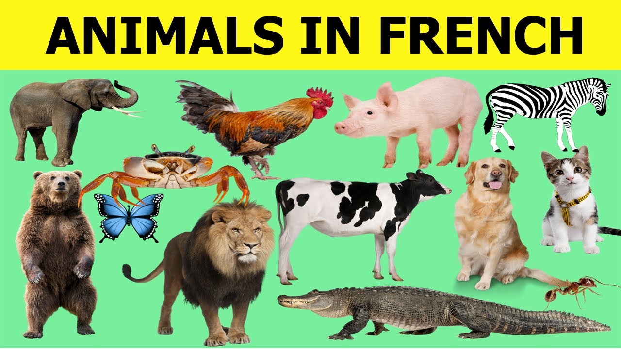 Essential French Vocabulary for Beginners: Common Animal Names | Galaxy.ai
