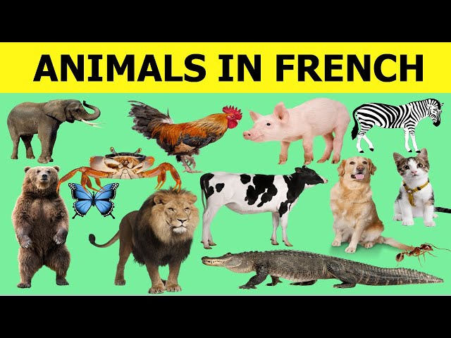 Essential French Vocabulary for Beginners: Common Animal Names | Galaxy