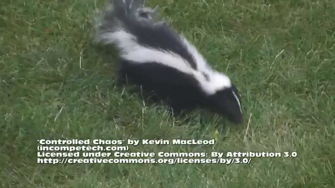The striped skunk (Mephitis mephitis)