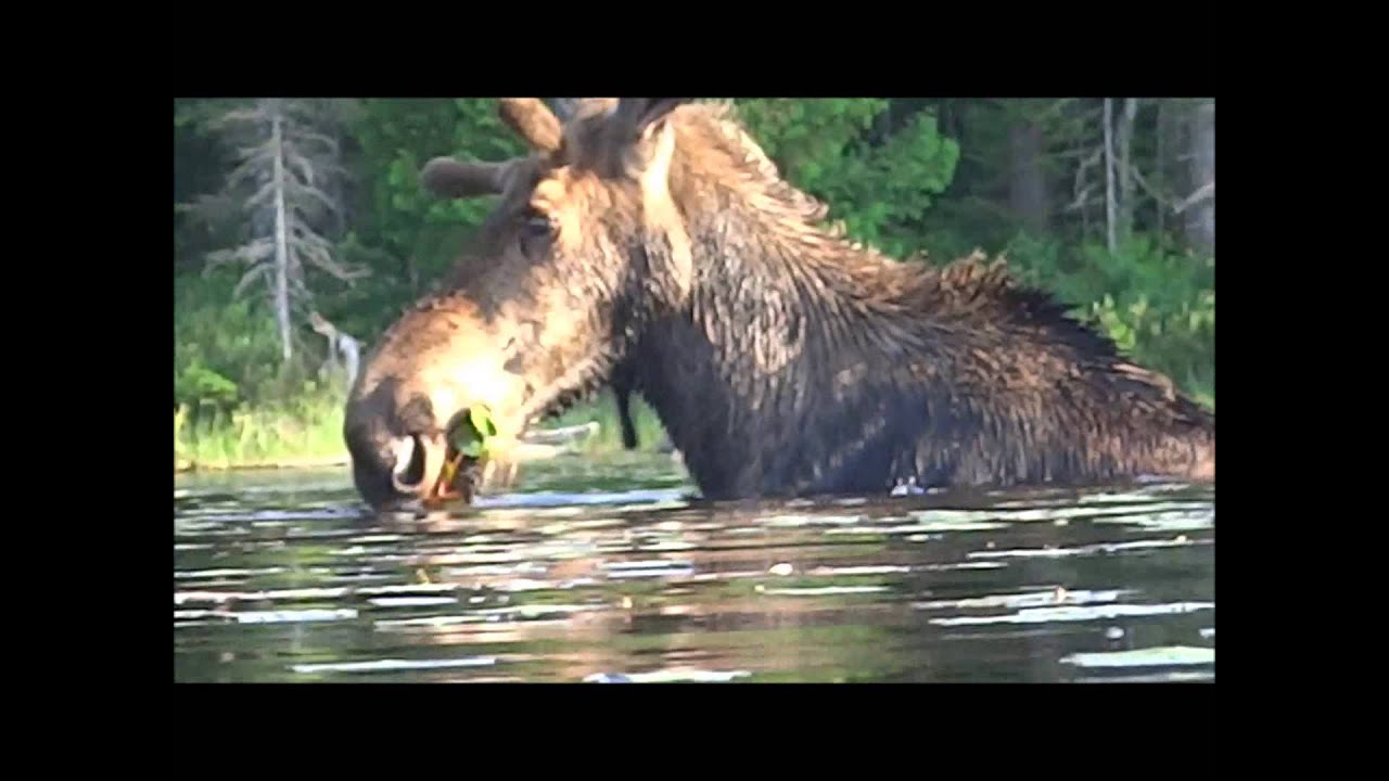 Swimming with A Bull Moose