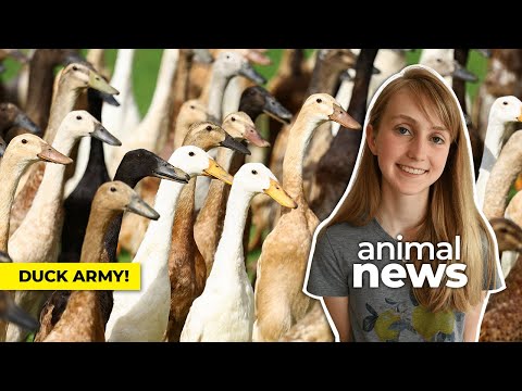 This vineyard is protected by an ‘army’ of ducks | CBC Kids News