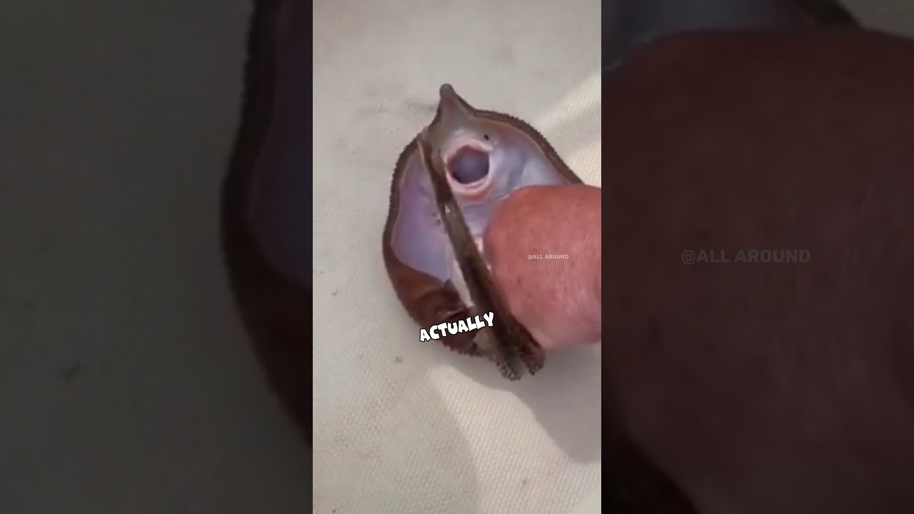 FAKE stingray smile, dark truth behind #shorts