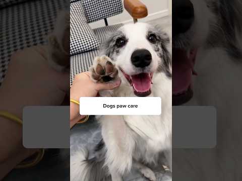Dog's Paw Care 101 !!🐾🐶