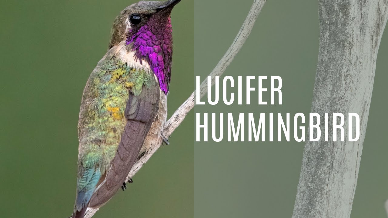 Lucifer Hummingbird (Calothorax Lucifer)