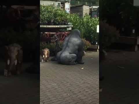 This Gorilla needs to calm down #shorts #funny #harambe
