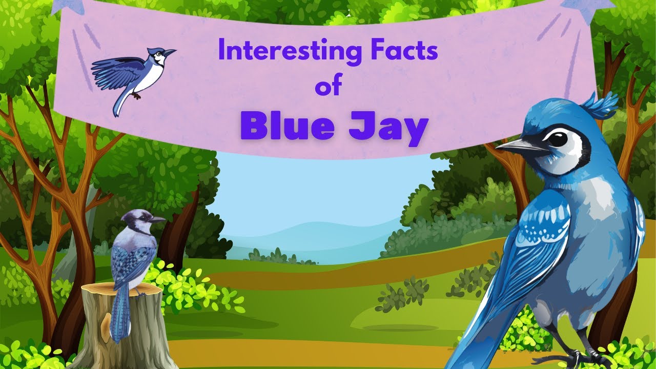 10 Interesting Facts about Blue Jay Bird I #forkids #youtubekids #birdsfacts #kidslearning