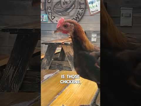 Don't Mess with the Chickens in Key West #keywest