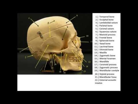 Bone Flash Cards -- Anatomy and Physiology