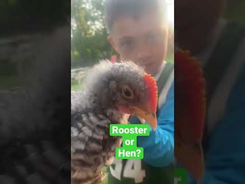 Is our four week old Barred Rock a rooster or a hen?