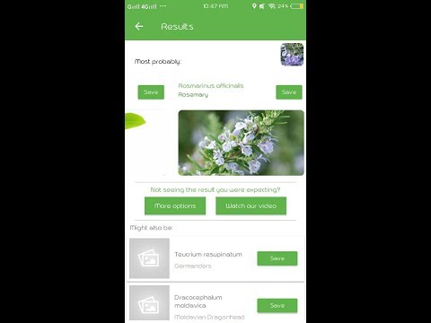 PlantSnap identifies a Rosemary (Rosmarinus officinalis)