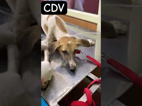 Street dog#dog#viral#virus#doctor#trending#song#cute#vaccine#shorts