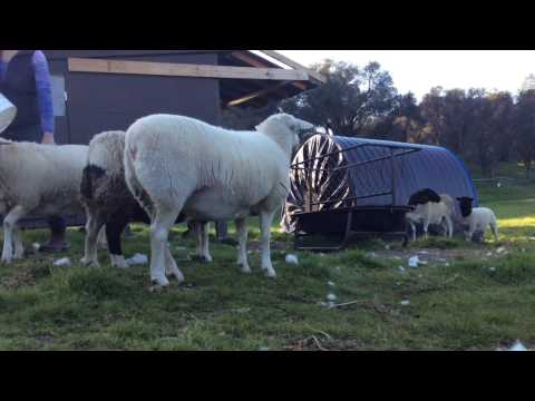 Do Not Do This when unloading sheep | Mariposa Farmhouse