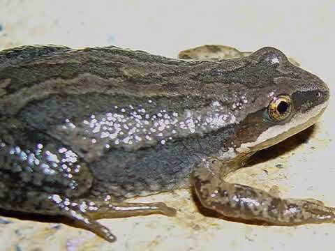 Boreal Chorus Frog
