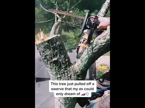 Tree Falls on House