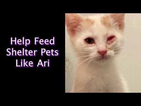 Help Feed Shelter Pets