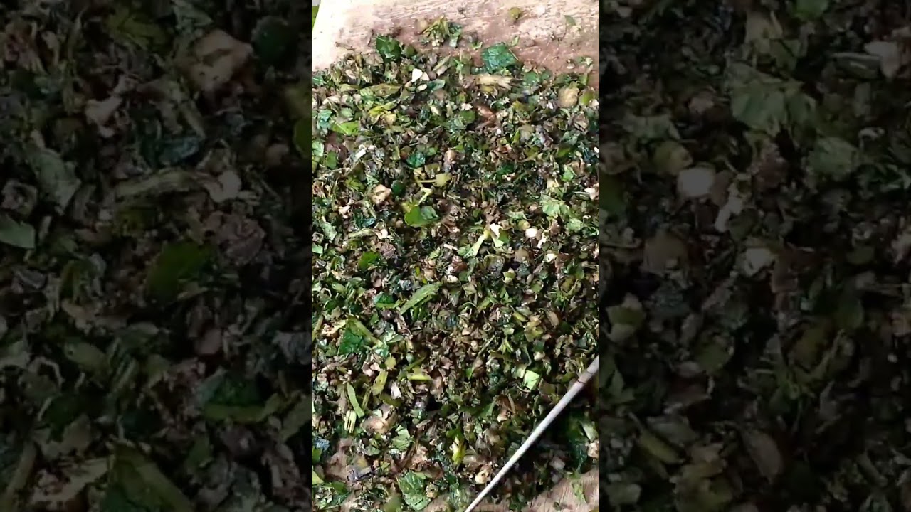 Banana Peels, Cheap chicken feed #backyardgardening #poultryfarming #chickendiet