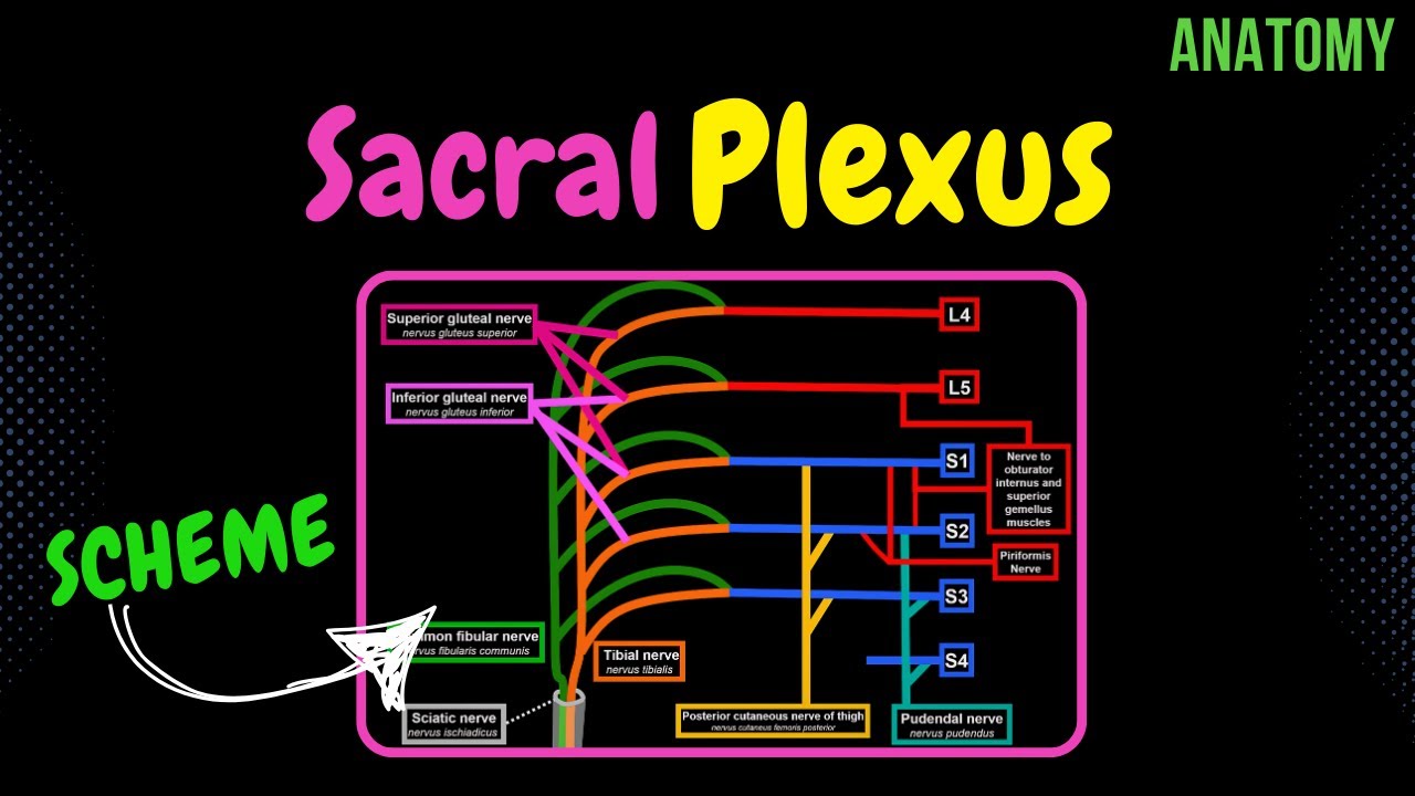 Sacral Plexus (Scheme + QUIZ) | Anatomy