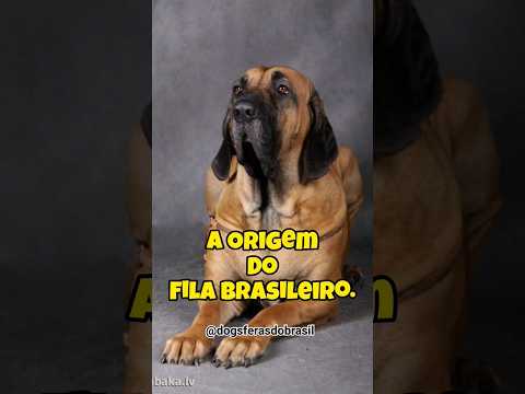 A origem do grande Fila Brasileiro. 💪🏼 #cachorro #filabrasileiro #caodeguarda #pet #origem