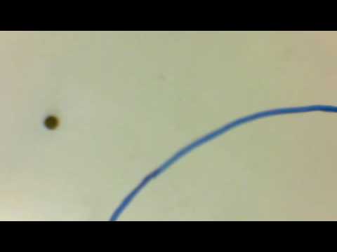 What is a Shooting Star? by Molly and Caroline