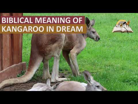 Biblical Meaning of KANGAROO in Dream - Find Out The Spiritual Meaning