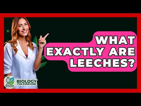 What Exactly Are Leeches? - Biology For Everyone